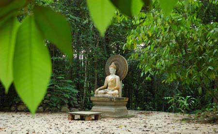 Suan Mokkh - Garden of Liberation